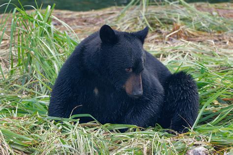 미국 알래스카주 발데즈의 솔로몬 걸치 부화장에서 강변 풀밭에 누워 있는 흑곰의 클로즈업 사진 갈고리 발톱에 대한 스톡 사진 및 기타 이미지 Istock