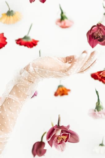 투명한 장갑을 낀 여자의 손이 밝은 봄 스튜디오에서 떠 다니는 꽃을 만집니다 아름다움과 패션 3월에 대한 스톡 사진 및 기타 이미지 Istock