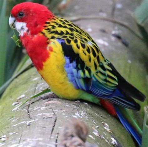 Wschodnia Papuga Rozella Puzzle Online