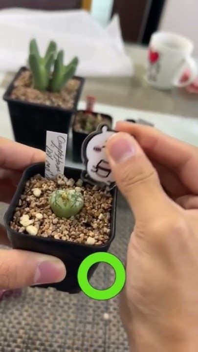 코노피튬 옳바른 화분 디피용 아크릴 집게 사용방법 이렇게 사용하보세요 귀엽쥬 Freshmansound Darkwood Youtube