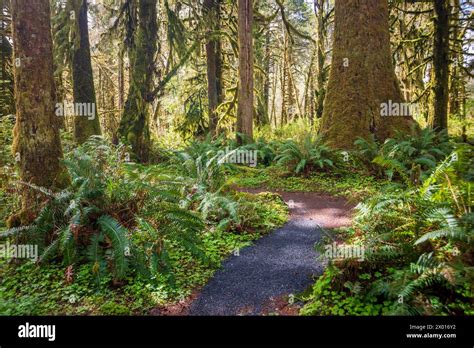 The Trail Around The Moss Covered Quinault Rainforest In Olympic