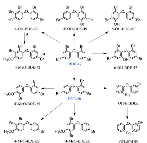 Figure 2 From Metabolism Of Typical Halogenated Organic Pollutants In