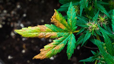 A Comprehensive Guide To Cannabis Plant Nutrient Deficiencies And
