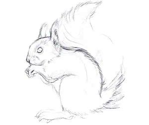 Squirrel Drawing An Easy Drawing Tutorial For Beginners