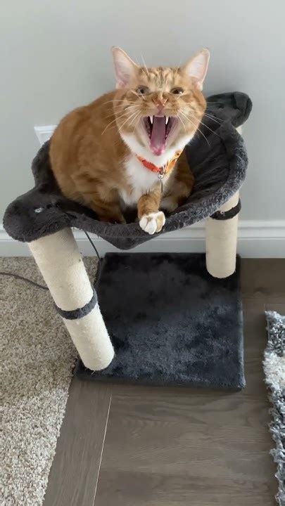 Kona the cat likes to chat 😻 #cat #kona #funnycats #funny #cute #shorts - YouTube