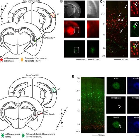 single cell reconstruction of the dendritic arborization of
