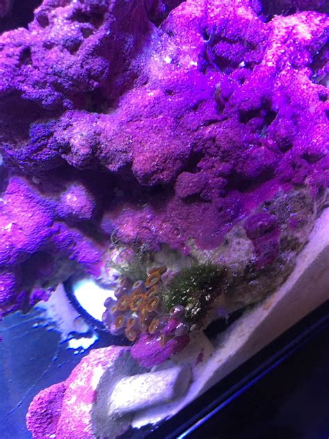 How Do I Remove Those Grass Scrolller