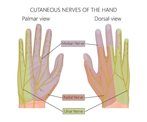Ulnar Nerve Motor Function
