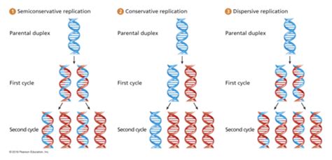 Exam 3 Genetics Ch 7 Dna Replication Flashcards Quizlet
