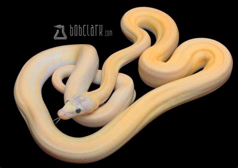 Reticulated Pythons Ultra Sunfire