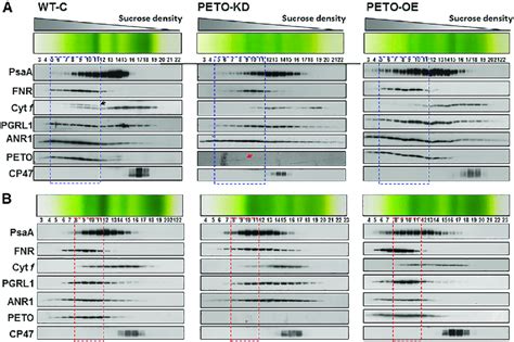 Sucrose Density Gradient Fractionation Download Scientific Diagram