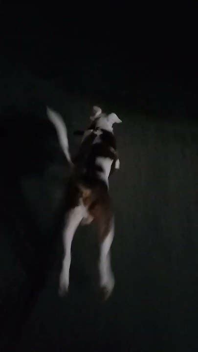 My Cuit Dog😘🥰 Youtube