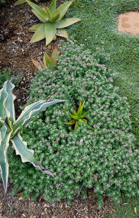 Garden Activities Last Days Of May