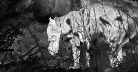 Big Cats 24 7 Female Leopard Defending Cubs From Male Leopard Caught On Thermal Camera