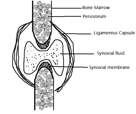 The Joint Between Carpal And Metacarpal Of Thumb In Primate Mammals Is A Pivot Joint B Hinge