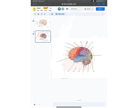 Brain Diagram P2 Quiz