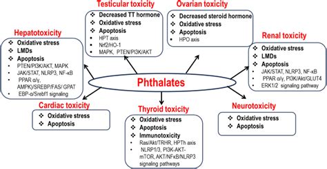 Phthalates Toxicity In Vivo To Rats Mice Birds And Fish A Thematic