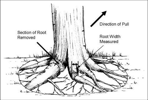 Buttress Roots Drawing Easy
