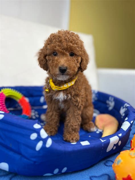 Fancy Toy Poodles Mini Toy And Teacup Poodle Puppies The Fancy Toy