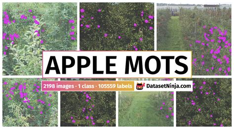 Apple Mots Dataset Ninja