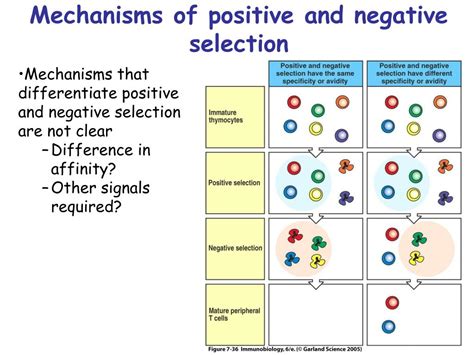 Ppt Lymphocyte Development And Survival Chapter 7 Powerpoint