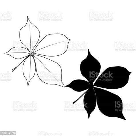 벡터 밤나무 잎 윤곽선과 실루엣 검은 아이콘 세트 간단한 밤나무는 로고에 대한 일러스트레이션을 남깁니다 사실적인 손으로 그린 나뭇잎 그림은 흰색 배경에 설정됩니다 꽃무늬에