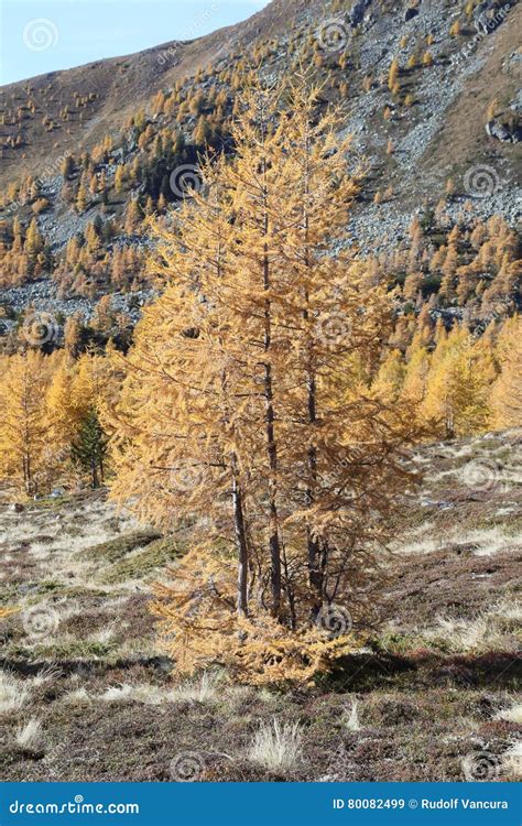 Larch Tree In Fall Foliage Stock Image Image Of Hills 80082499
