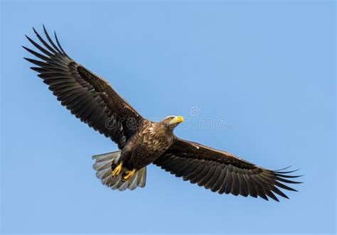 Large Bird Of Prey With Broad Wings And A Powerful Build Soaring
