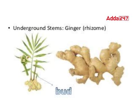 Vegetative Propagation Examples Meaning Definition Advantage