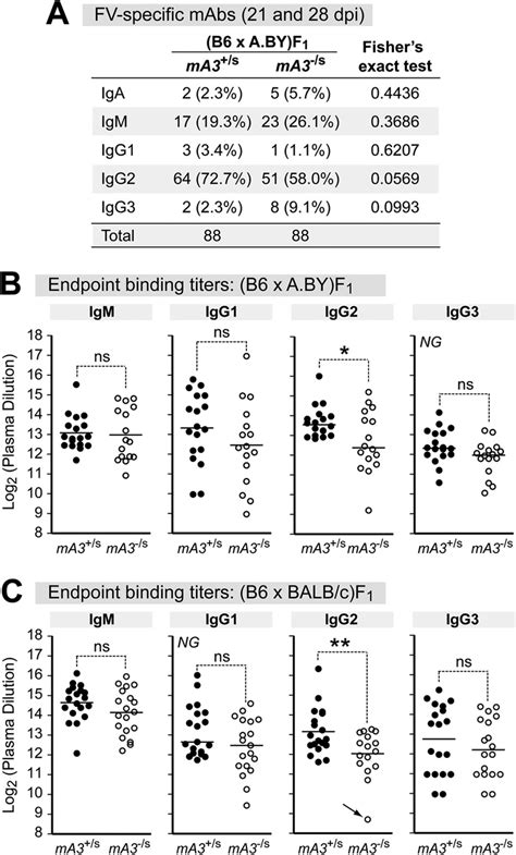 The Ma3rfv3 Dependent Nab Response Correlates With Higher Igg2 Fv