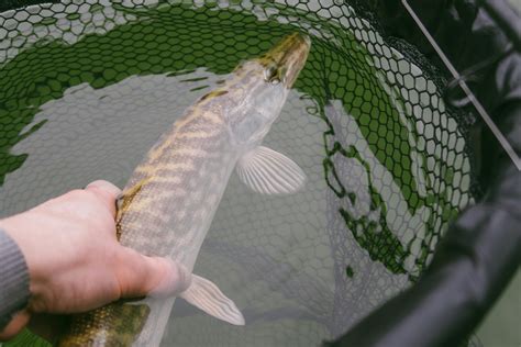 Kaip Pagauti Lydeką Masalai Vietos Ir žvejybos Būdai