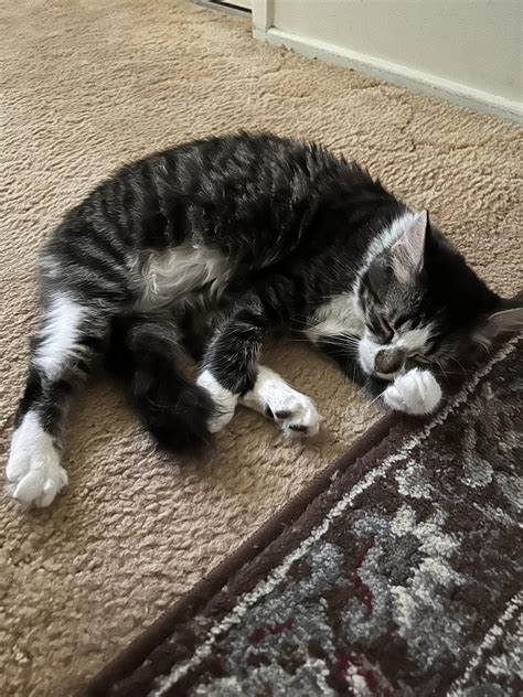 Yugi Snoozing Again R Kitten