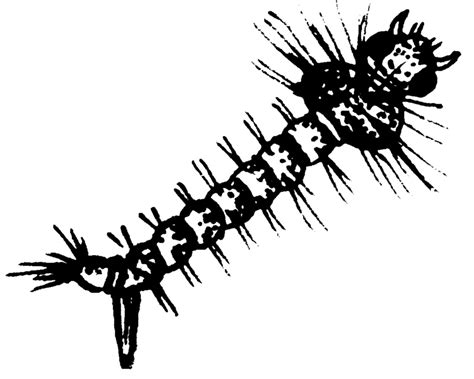 Spiky Caterpillar Illustration Entomology And Insect Identification
