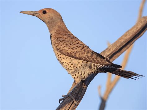Gilded Flicker L Land Trust Bird Conservation Initiative