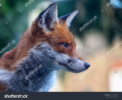 Fox Side View Sitting Images Stock Photos Vectors Shutterstock