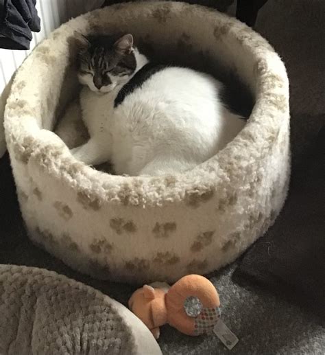 Kenneth Macrae On Twitter Caturday