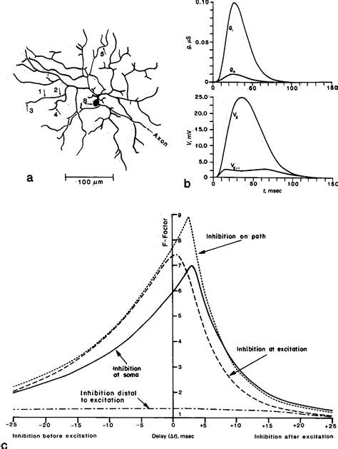 Dendritic Tree Semantic Scholar