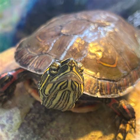 Tippy The Turtle Adventures Youtube