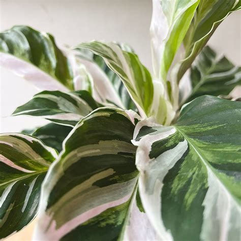 Calathea ‘fusion White Prayer Plant Stamford Botanics