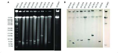 Determination Of The Location Of Optra In Linezolid Resistant