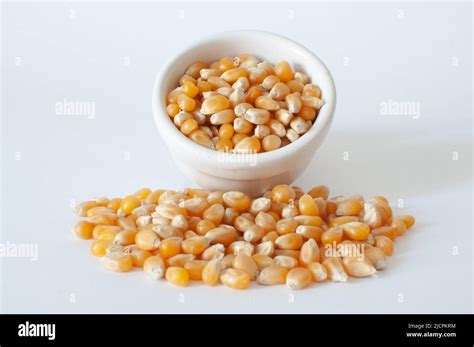 Profile View Of Dried Raw Corn Kernels For Popcorn Yellow Grain Seeds Of Maize Zea Mays In