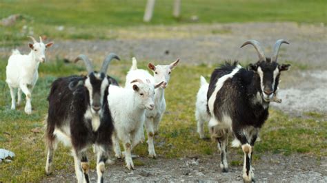 How To Raise Happy Healthy Goats On Your Land