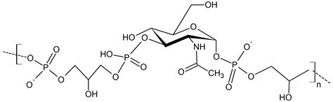 Teichoic Acids