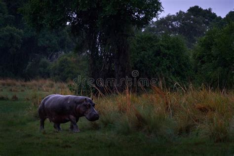 Hippo In Long Green Grass Habitat African Hippopotamus Hippopotamus