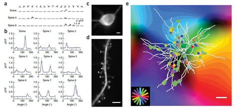 orientation selectivity and the functional clustering of synaptic