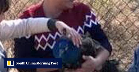 Peacocks In Zoo Die From Shock After Chinese Tourists ‘violent