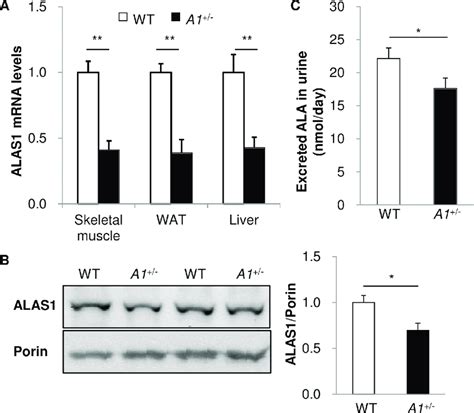Deficiency Of Alas1 Mrna And Ala In Aged A1 S A Alas1 Mrna