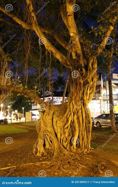 a trunk of a banyan tree with multiple prop roots and branches in