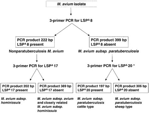Diagnostic Algorithm For Pcr Based Identification And Typing Of An M Download Scientific
