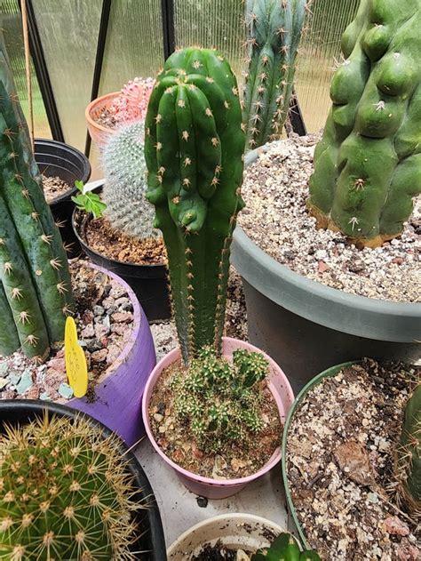 Couple Wierdos R Cactus